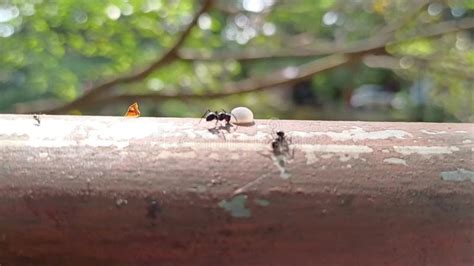 Dolichoderus Thoracicus Black Ant Stock Video Video Of Garden