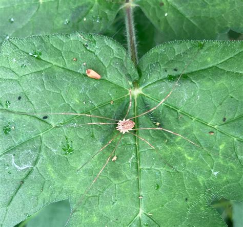 Opilion Eupnoi Leiobunum Rotundum Les Taxinomes