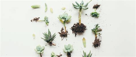 Automating Code Refactoring In Laravel With Rector Dev Community