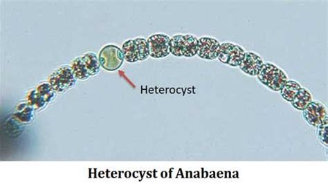 Function Of Heterocyst Easybiologyclass
