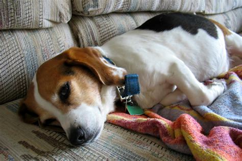 How Do You Know If Your Dog Has Gallbladder Problems