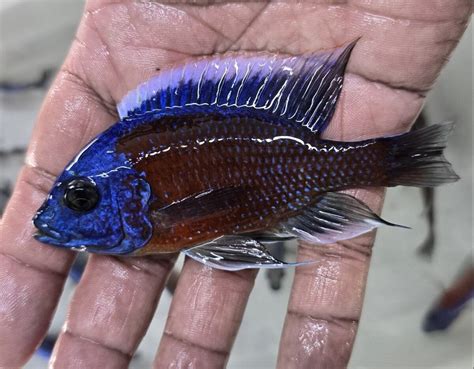 Shop Page Beantown Aquatics