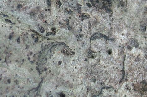 Anisomeridium Biforme Pictures Of Tropical Lichens