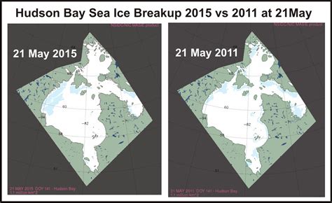 Hudson Bay Sea Ice Coverage Is Atypical This Year But What Does That Mean For Polar Bears