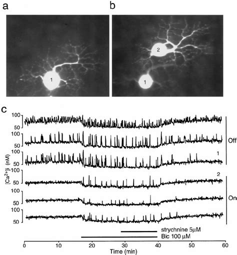 Dendritic Morphology And Burst Ing Patterns Of ␤ Ganglion Cells In A