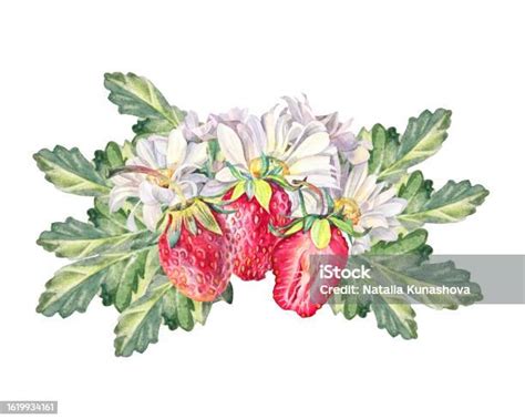 수채화 국화 데이지 카모마일은 딸기와 흰색 배경에 분리된 나뭇잎을 가지고 있다 꽃집을 위한 손으로 그린 여름 꽃 꽃다발 축하 결혼식 또는 포장을 위한 클립아트 가을에 대한
