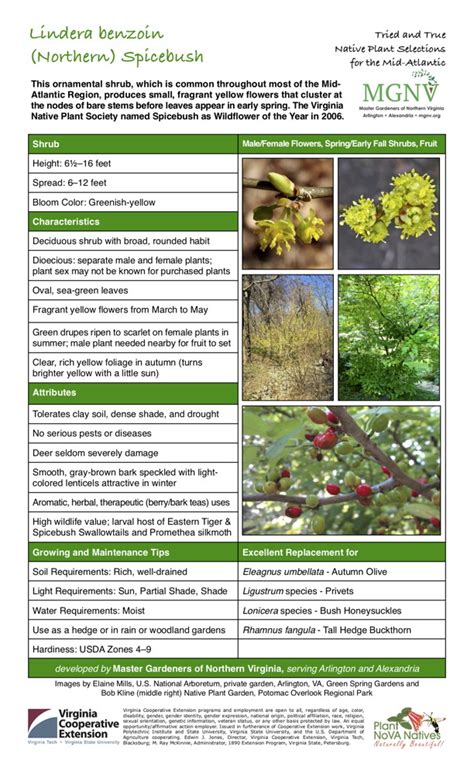 Lindera Benzoin Northern Spicebush