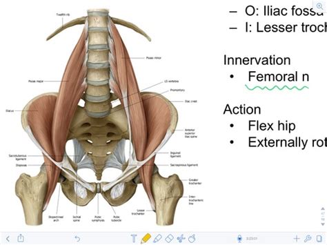 Psoas Major Muscle Origin And Insertion