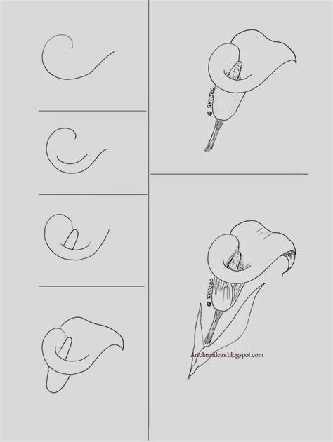 Calla Lily Drawing Simple At Bridget Blackburn Blog