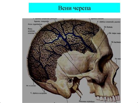 Будова та розвиток вен регіональні особливості кровопостачання органів Online Presentation