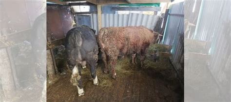 Быки купить в Альметьевске Животные и зоотовары Авито