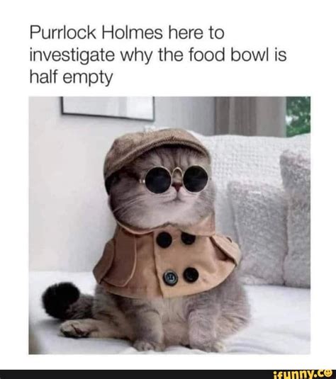 Purrlock Holmes Here To Investigate Why The Food Bowl Is Half Empty Ifunny