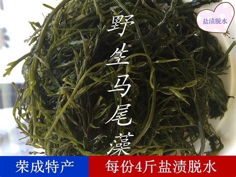 马尾藻功效 马尾藻藻类 马尾藻 大山谷图库