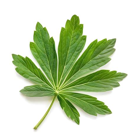 Premium Photo Isolated Desert Delphinium Leaf With Palmately Compound Leaf Shape An On Clean