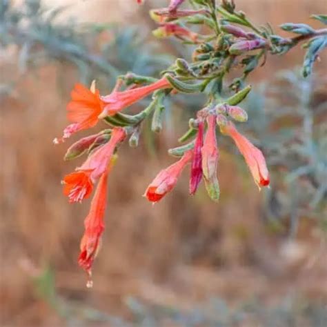 20 Drought Tolerant Plants For California Pond Informer