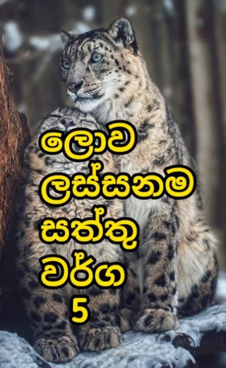 ලොව ලස්සනම සත්තු වර්ග 5 😱😁🙆😨 Facts Slnaliyabro Short Youtube