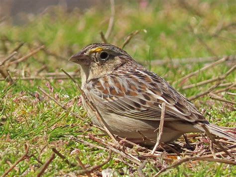 Grasshopper Sparrow — Susan Kirby