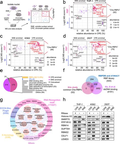 Proteomic Screening For Che Rbps In Three Cell Lines A Schematic Download Scientific Diagram