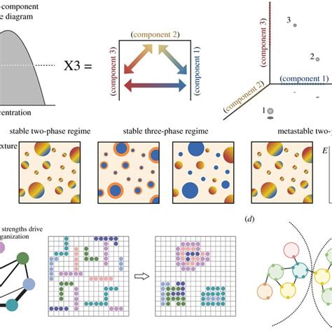 Examples Of Biomolecular Condensate Architecture A Solid Core Liquid