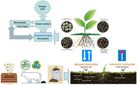 Fertilizer Definition Biology At Marina Williams Blog