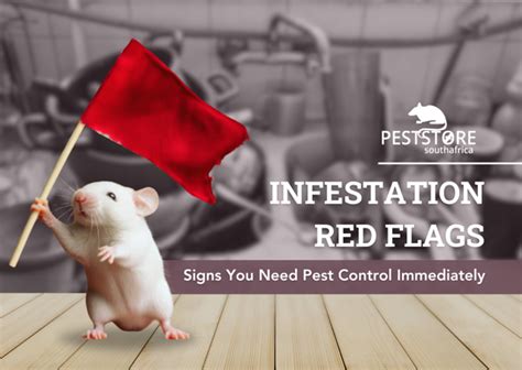 Infestation Red Flags Signs You Need Pest Control Immediately