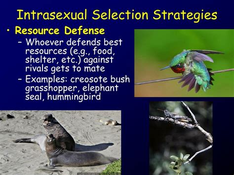 Ppt Males And Females Often Look Different Powerpoint Presentation