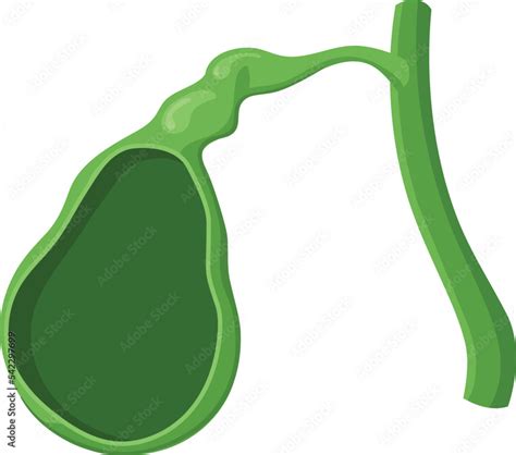 Normal Gallbladder Anatomy Structure Of The Gallbladder And Its Cavity Stock Vector Adobe Stock