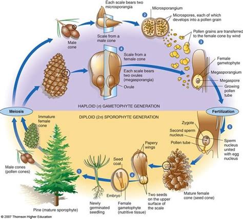 Gymnosperms Biology 11