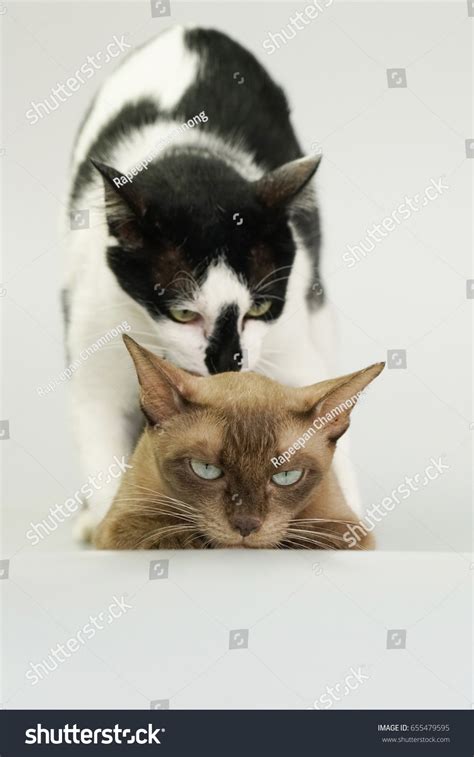 Cat Having Sex Cat Make Love Stock Photo Shutterstock