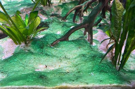 Blue Green Algae Aquarium