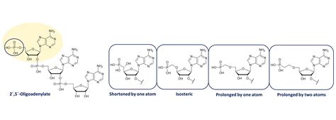 Novel Activators Of Human Rnase L