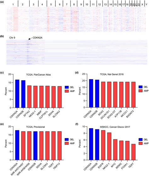 Loss Of Cdkn2a In Lung Cancer A Heatmap Represents The Gene Copy Download Scientific Diagram