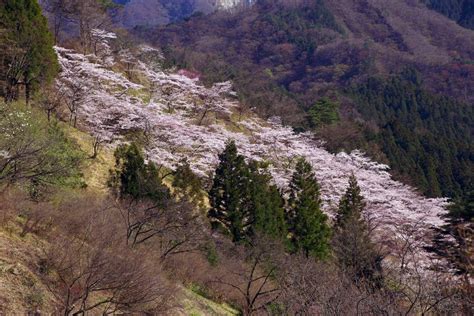 群馬県立森林公園 さくらの里 GANREF