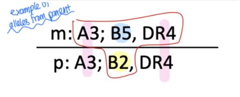 8 Mhc Flashcards Quizlet