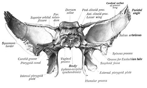 Sphenoid Bone Labeled