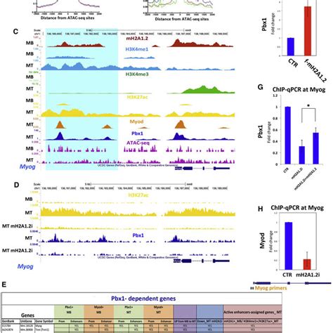 Macroh2a1 2 Regulates The Transcriptome Of Differentiating Skeletal Download Scientific Diagram