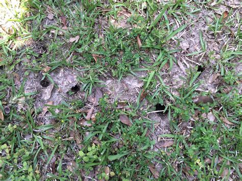 Holes In My Yard Houzz Forum