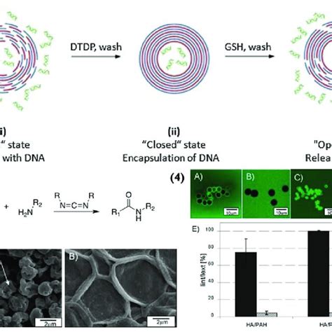 1 Schematic For The Encapsulation And Release Of Dna Within Download Scientific Diagram