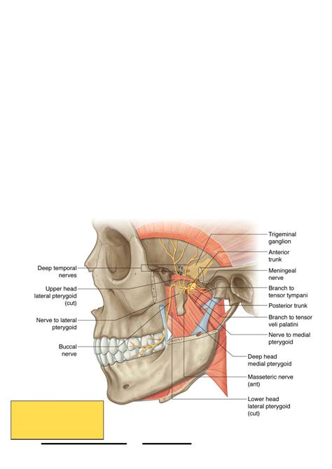 Tensor Tympani Tensor Veli Palatini