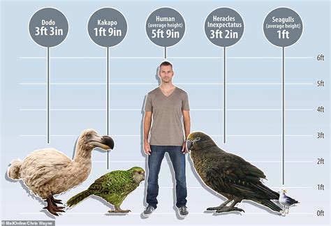 Haast Eagle Size Compared To Human