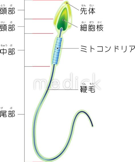 精子 医療のイラスト・写真・動画、素材販売サイトのメディックmedick