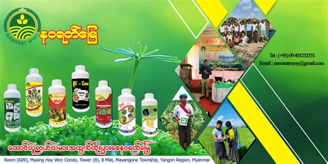 Myanma Shwe Nagar က⁠ေခ်သည္ ⁠ျမက္ တစ္ ⁠ႏွစ္ ခံ⁠ျမက္ ၊ မ်ိဳး ⁠ေစ့ အား ⁠ျဖင္ ့ မ်ိဳး ပြား ⁠ၿပီး