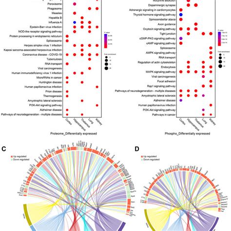 Functional Analyses For Differentially Expressed Proteins In The