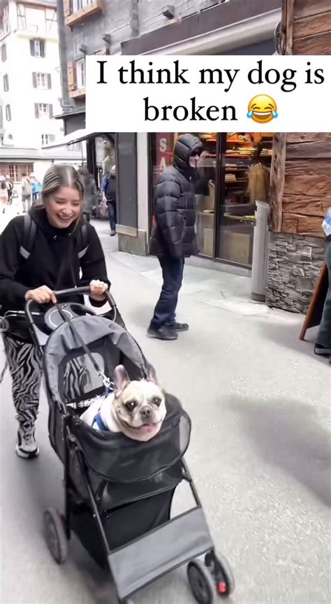 강아지 데리고 밖에 나갔는데 진심으로 창피한 순간 인스티즈 Instiz 이슈 카테고리