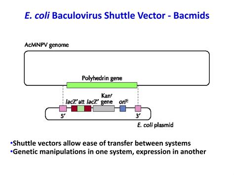 Expression Vectors Pptx