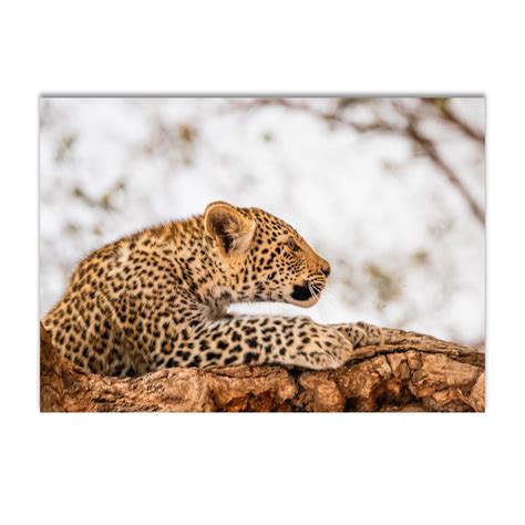 Lepard Print: 8 – Canvas & More