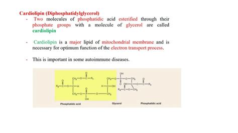 Metabolism Of Phospholipids Pathways Pptx