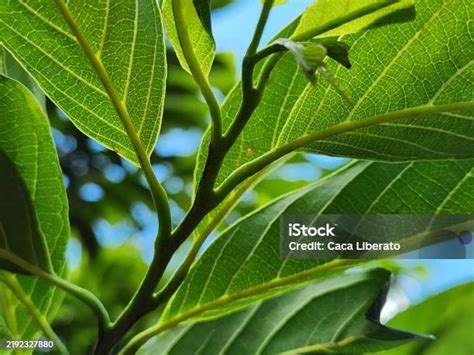 Annona Squamosa의 가지 연한 갈색 껍질과 녹색 창 모양의 잎이 있는 가늘고 유연한 구조로 과일 지원 및 광합성에