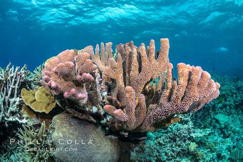 Acropora Sp Vatu I Ra Passage Bligh Waters Viti Levu Island Fiji
