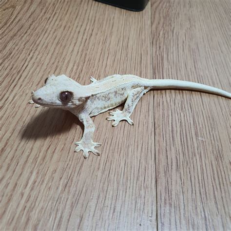 도마뱀 보구가라 포텐 터짐 최신순 에펨코리아